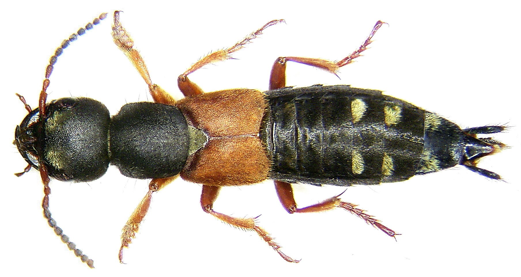 Staphylinus (Staphylinus) - Picture Insect