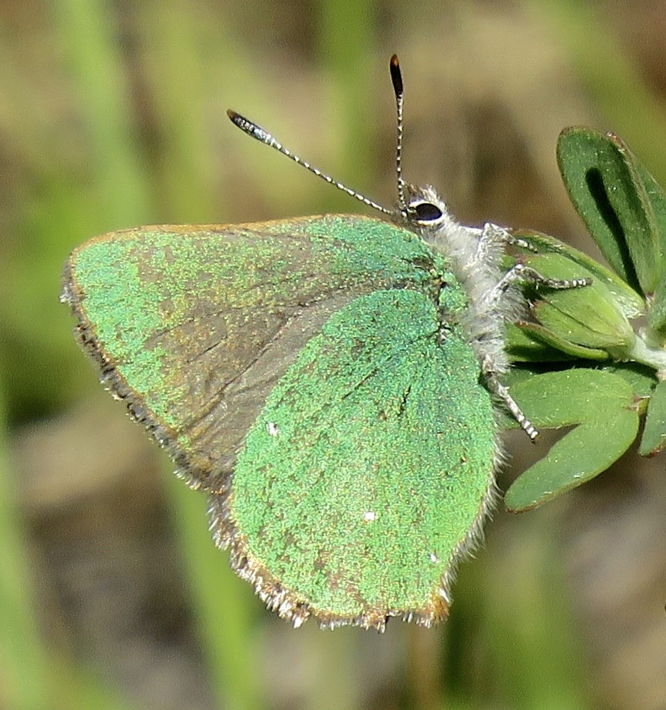 Callophrys (Callophrys) - Picture Insect