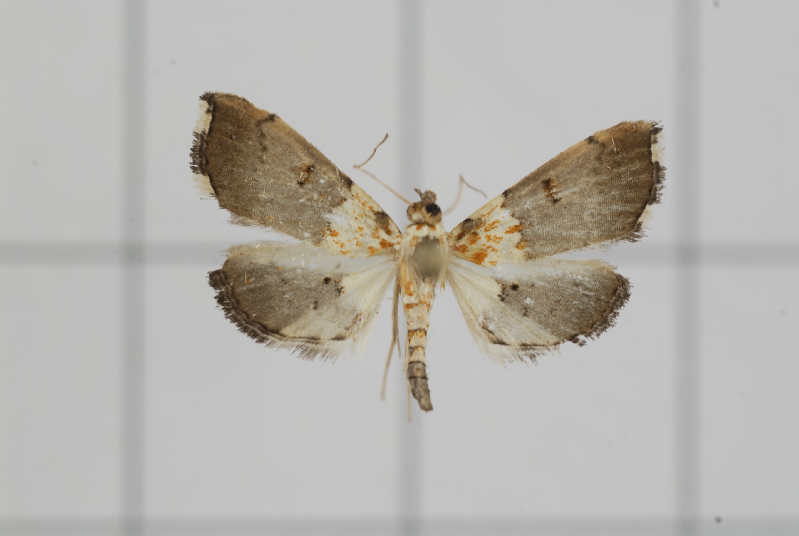 Agrotera (Agrotera) - Picture Insect