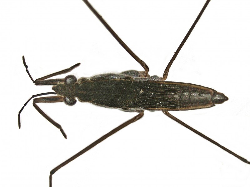 Gerris lacustris (Gerris lacustris) - Picture Insect