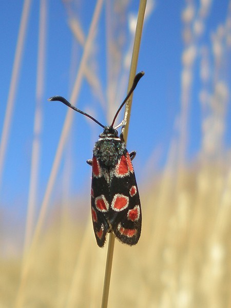 Zygaena (Zygaena) - Picture Insect