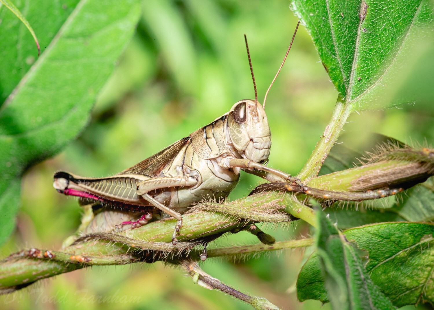 Melanoplus (Melanoplus) - Picture Insect