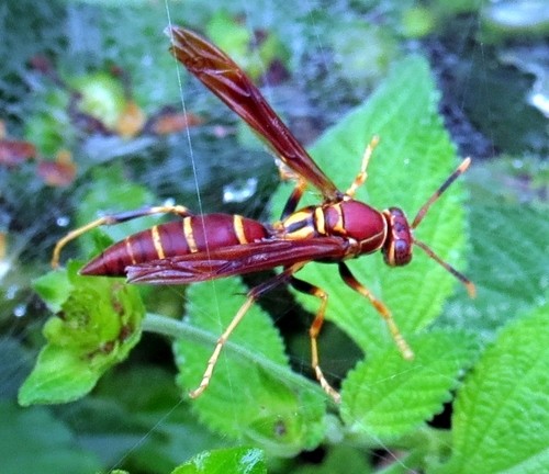 Polistes instabilis (Polistes instabilis) - Picture Insect