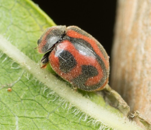 Rodolia (Rodolia) - Picture Insect