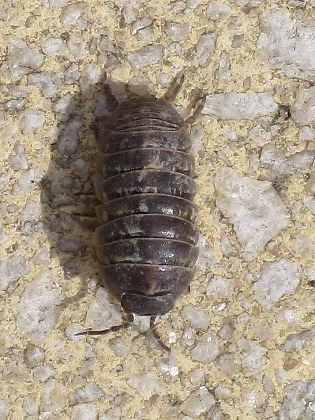 Cloporte commun (Armadillidium vulgare) - Picture Insect
