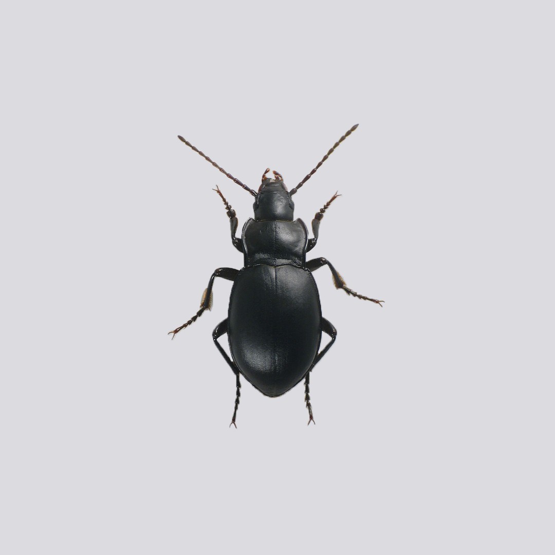 Metrius (Metrius) - Picture Insect