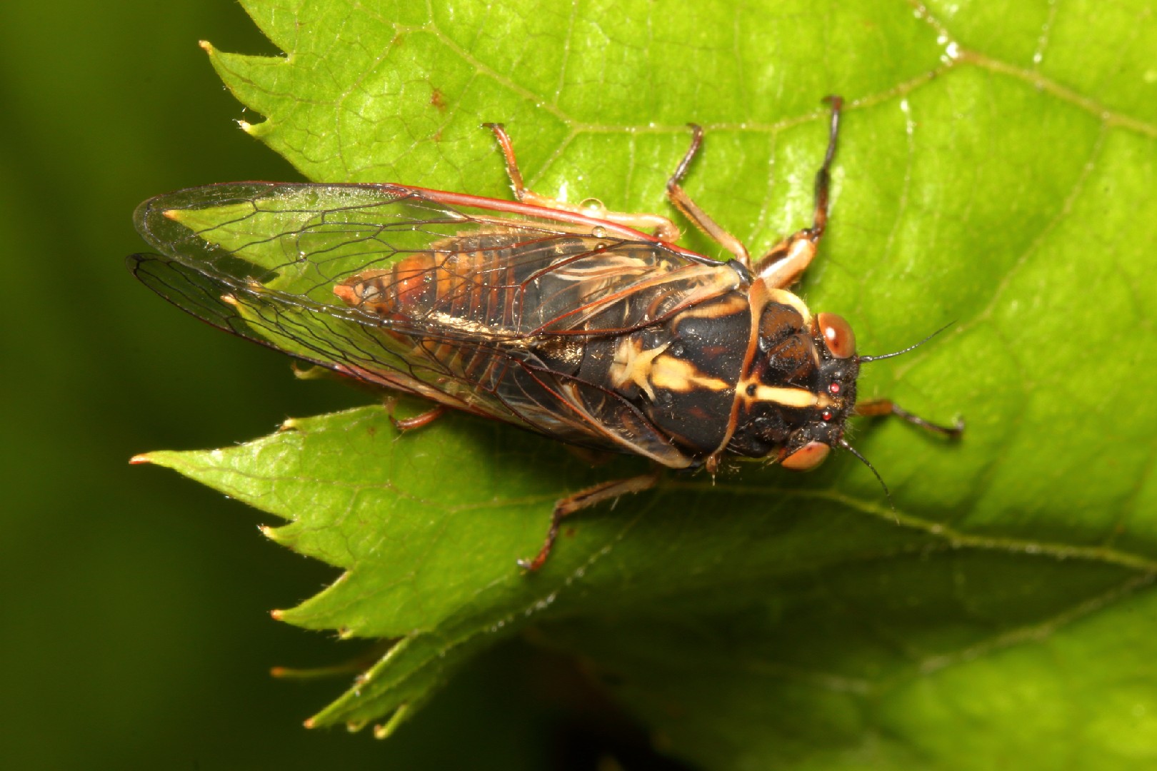 Kikihia muta (Kikihia muta) - Picture Insect