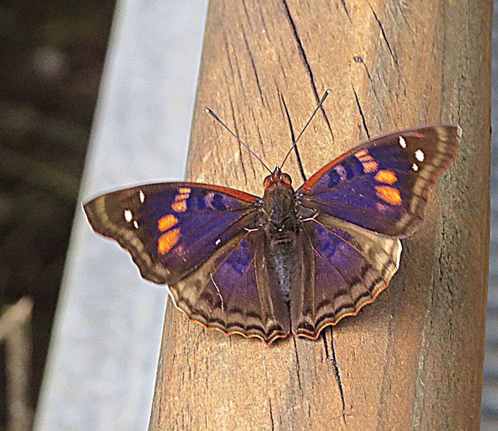 Doxocopa agathina (Doxocopa agathina) - Picture Insect