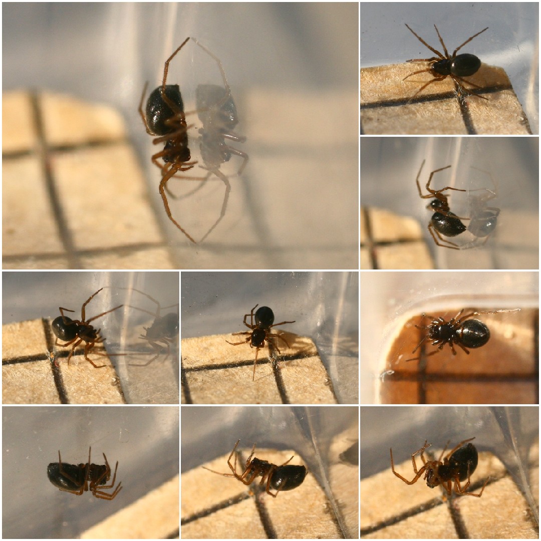 Erigone dentipalpis (Erigone dentipalpis) - Picture Insect