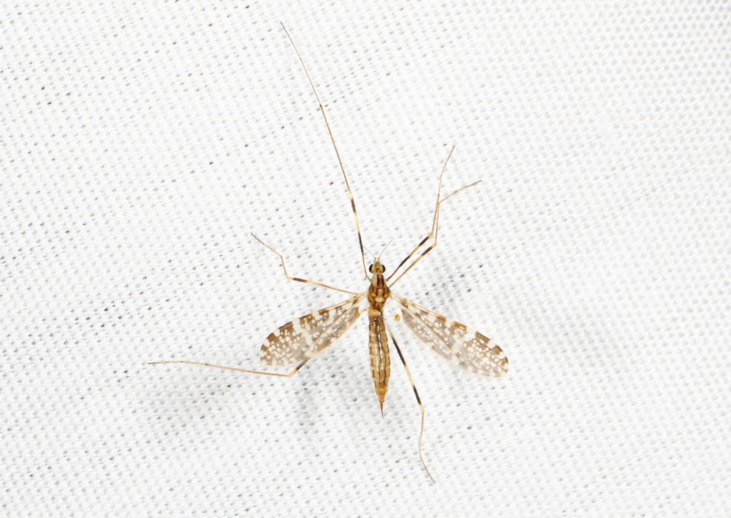 Erioptera caliptera (Erioptera caliptera) - Picture Insect