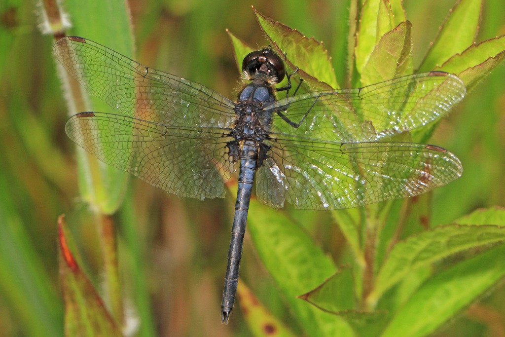 Celithemis (Celithemis) - Picture Insect