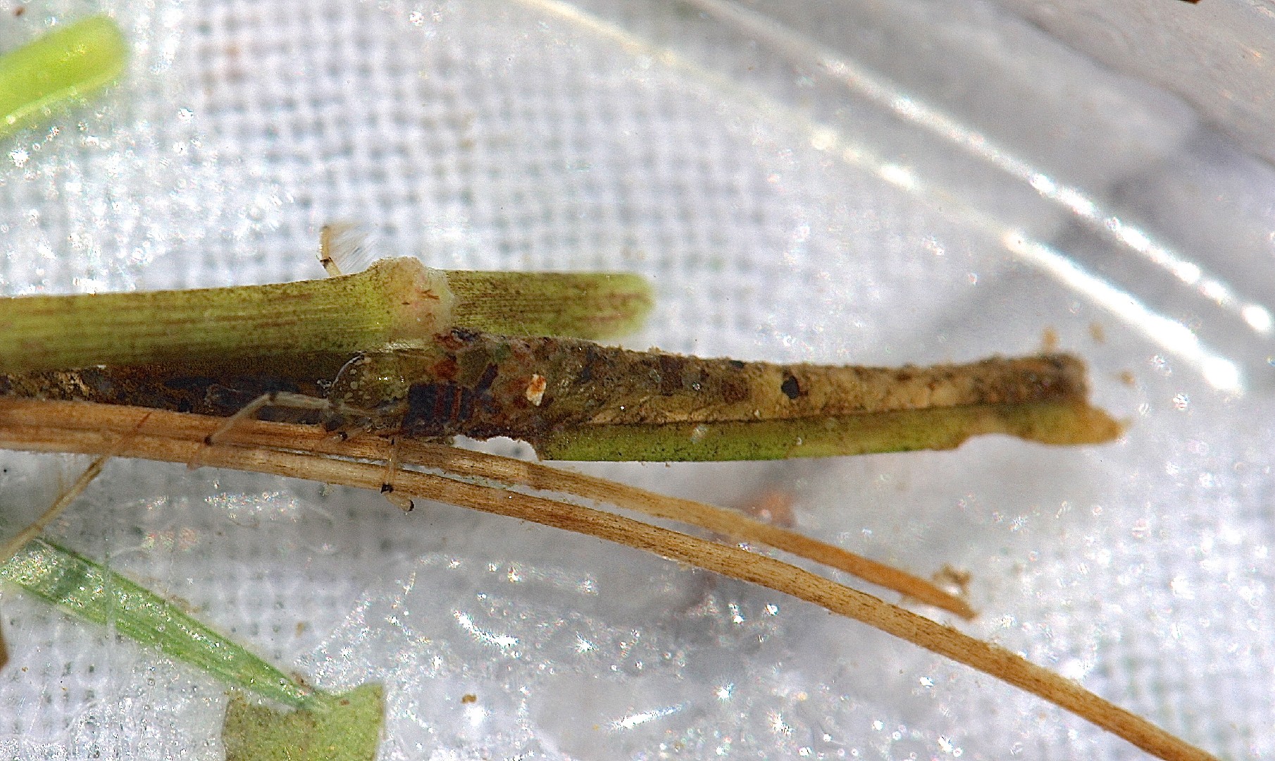 Phryganes (Trichoptera) - Picture Insect