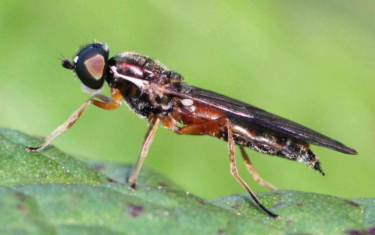 Sargus (Sargus) - Picture Insect