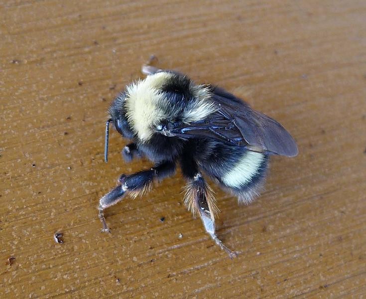 Bombus occidentalis (Bombus occidentalis) - Picture Insect