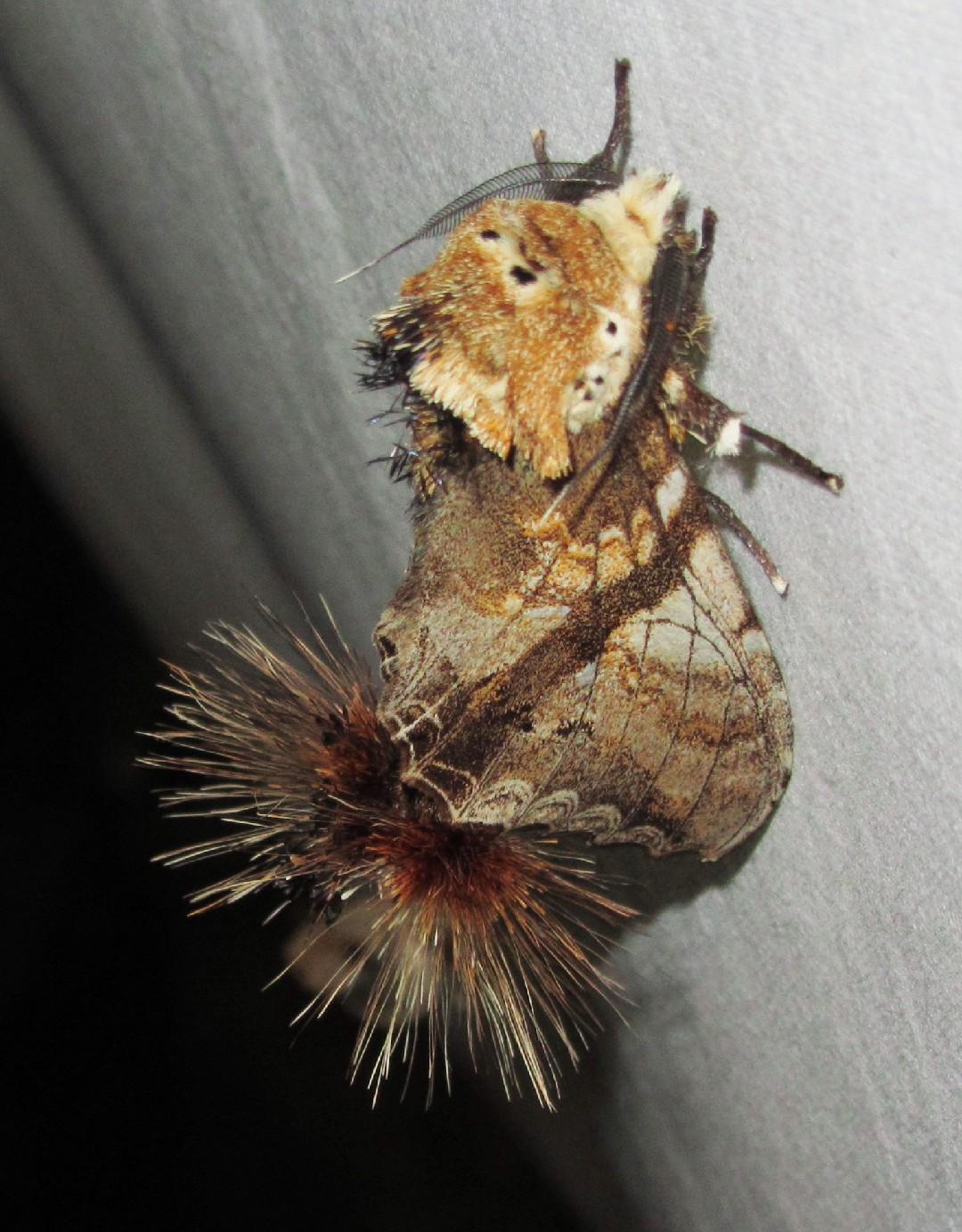 Dudusa nobilis (Dudusa nobilis) - Picture Insect