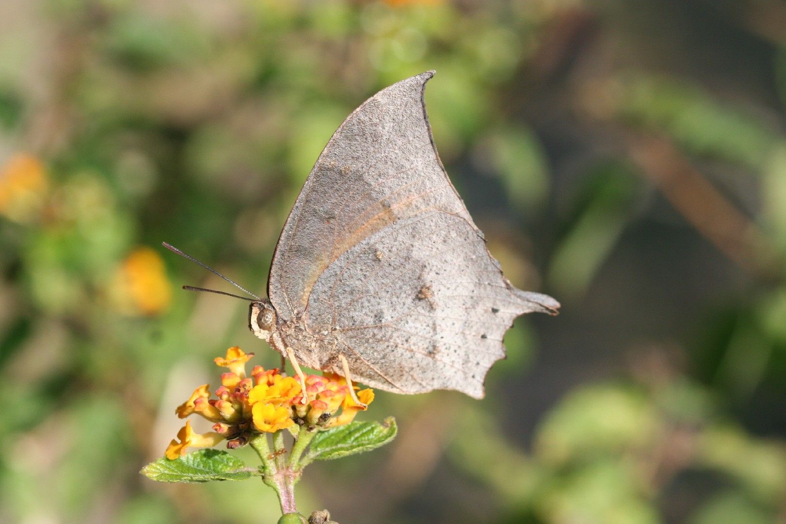Anaea (Anaea) - Picture Insect