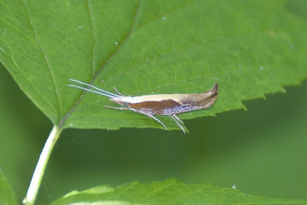 Ypsolopha dentella (Ypsolopha dentella) - Picture Insect