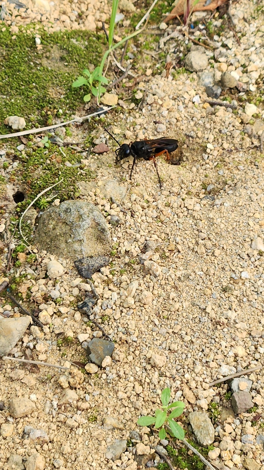 Sphex subtruncatus (Sphex subtruncatus) - Picture Insect