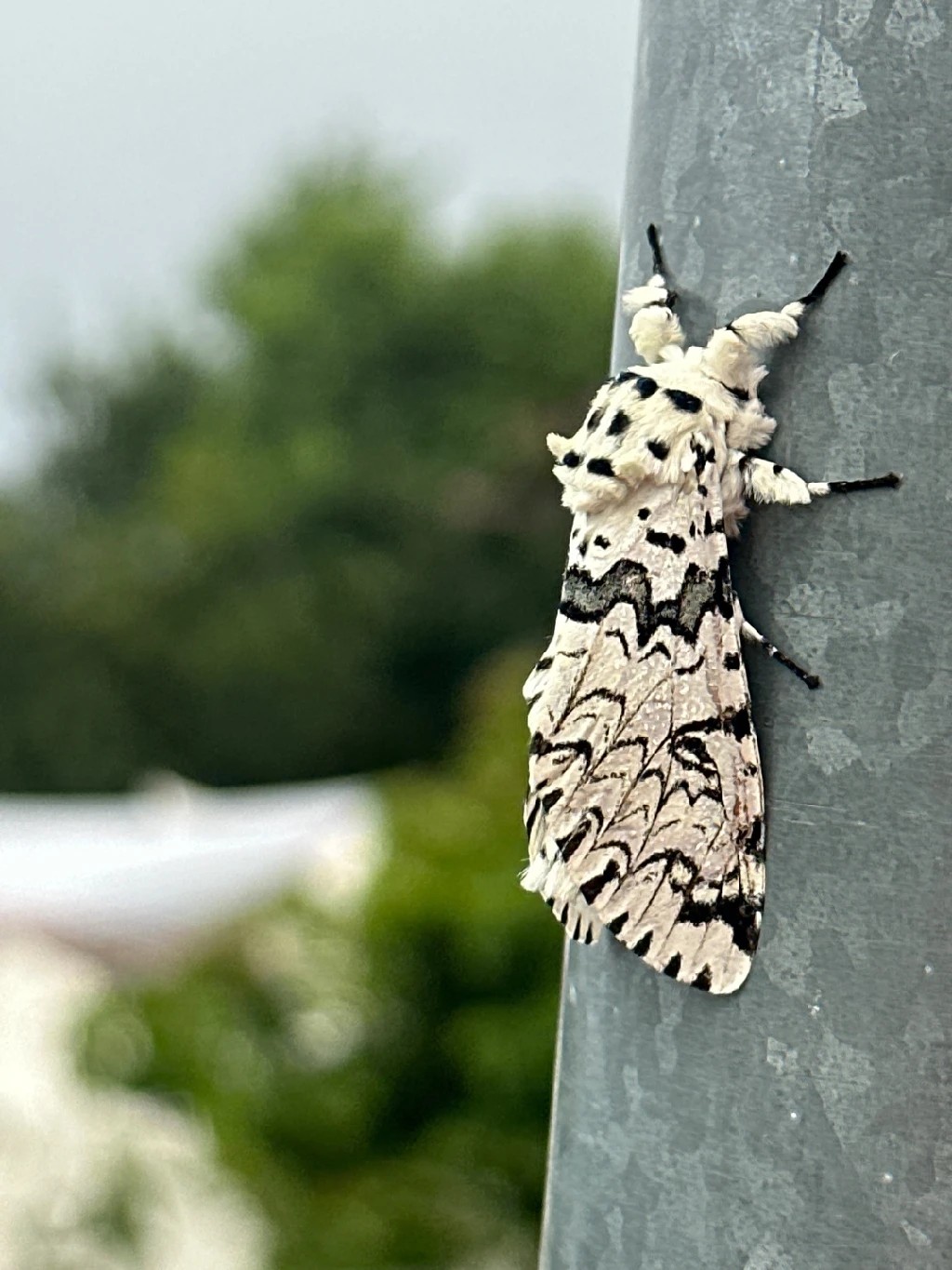 Neocerura kandyia (Neocerura kandyia) - Picture Insect