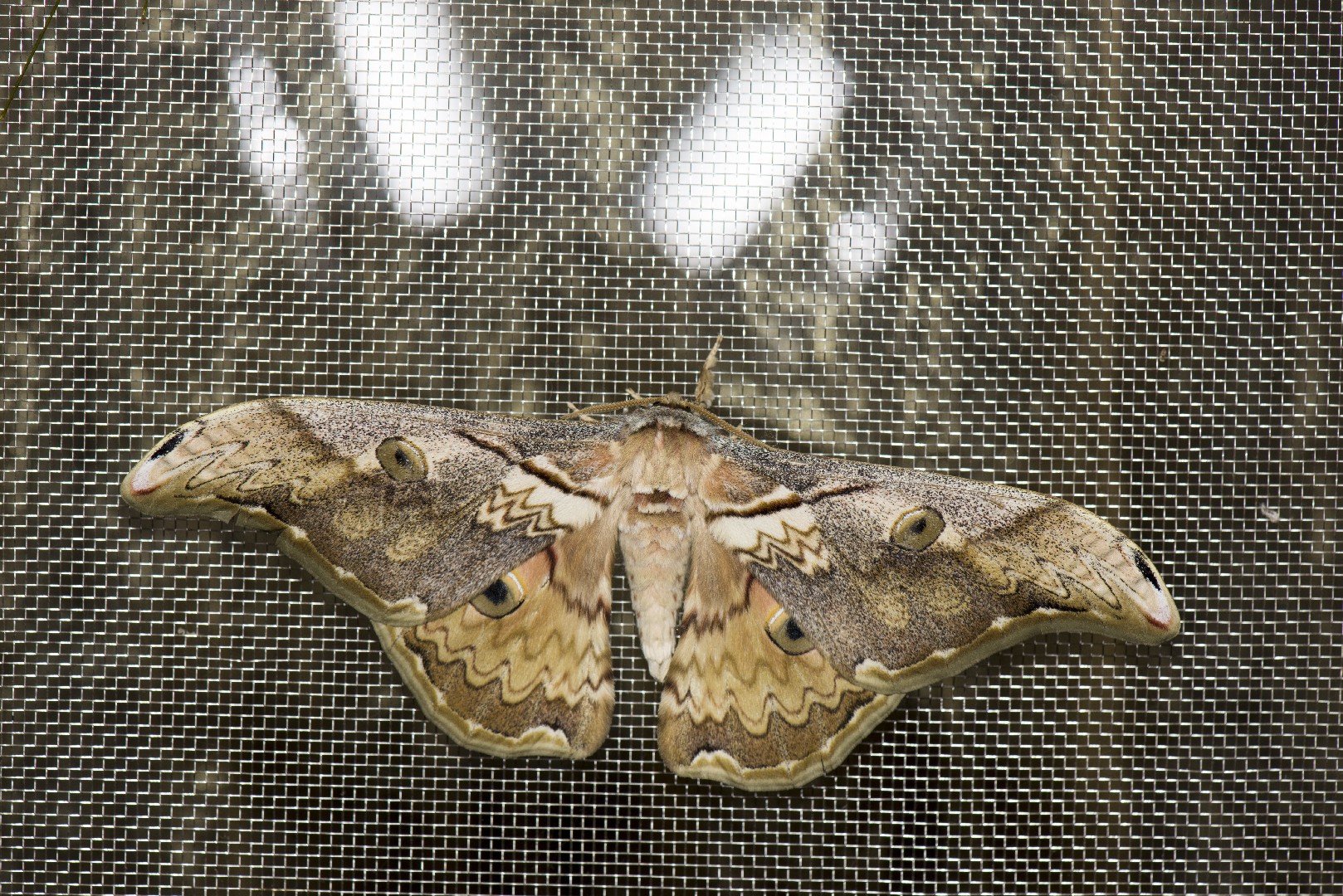 Saturnia thibeta (Saturnia thibeta) - Picture Insect