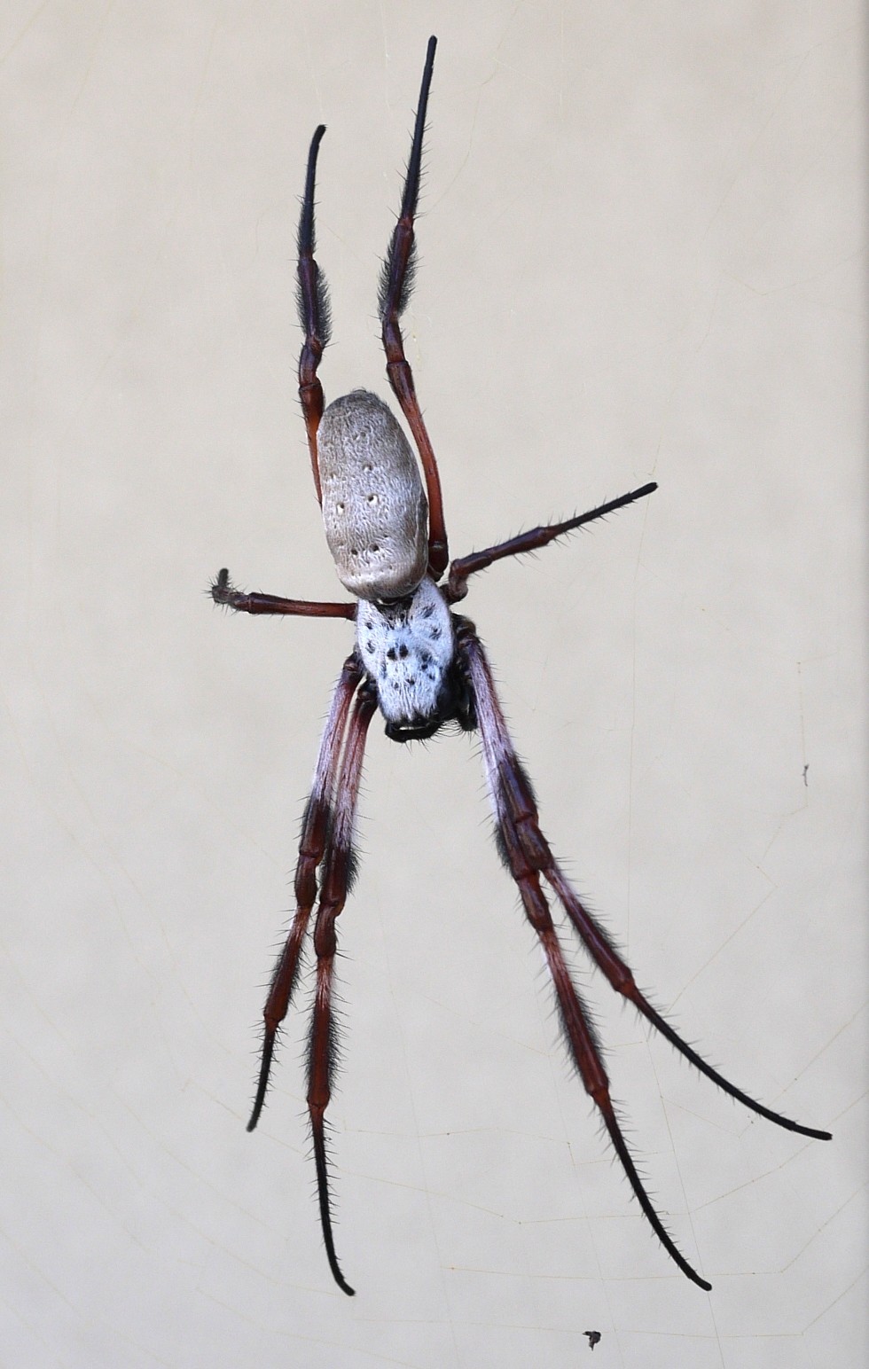 Nephila edulis (Nephila edulis) - Picture Insect