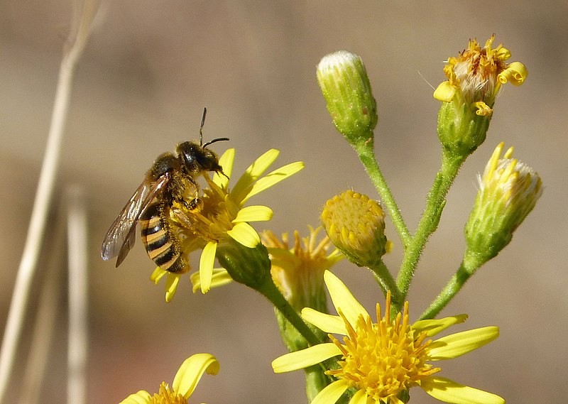 Halictus scabiosae (Halictus scabiosae) - Picture Insect