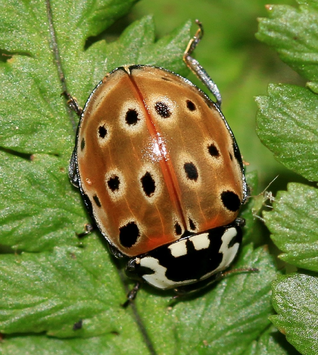 Anatis ocellata (Anatis ocellata) - Picture Insect