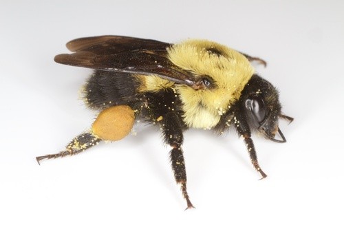 Abejorro del noreste de estados unidos (Bombus impatiens) - Picture Insect