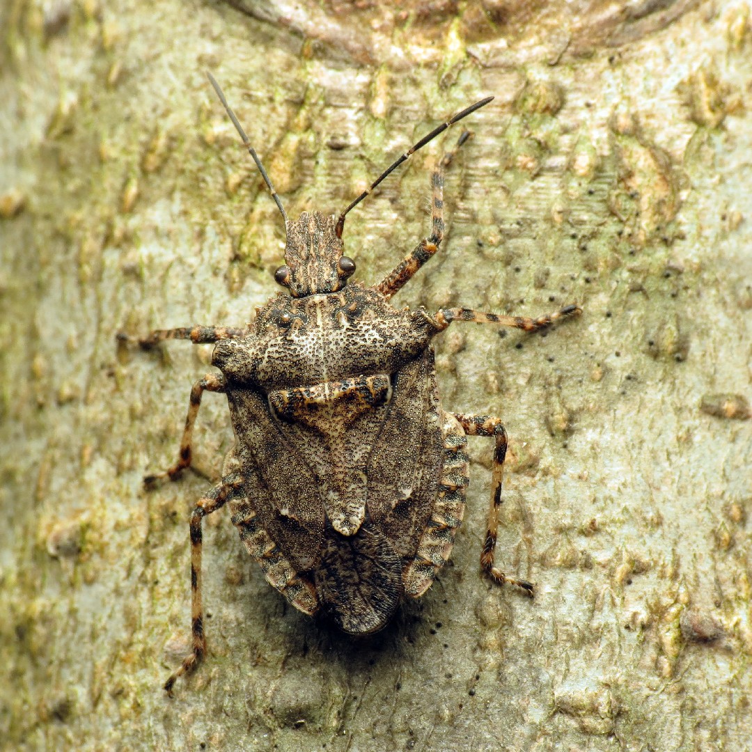 Brochymena arborea (Brochymena arborea) - Picture Insect