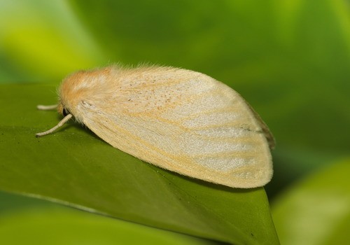 Perina (Perina) - Picture Insect