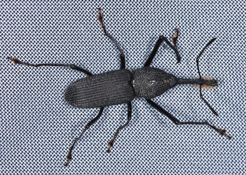 Rhinostomus barbirostris (Rhinostomus barbirostris) - Picture Insect