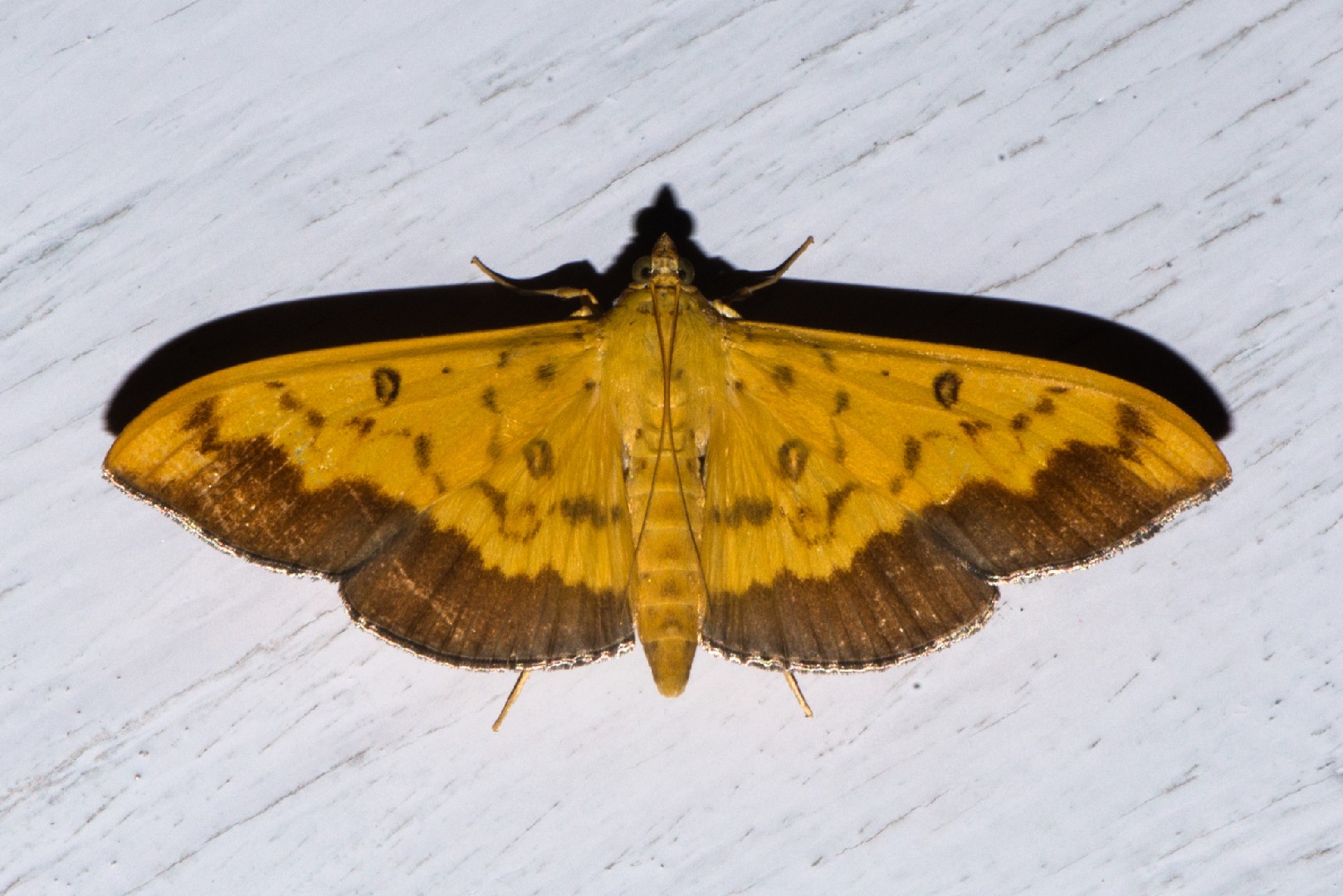 Botyodes (Botyodes) - Picture Insect
