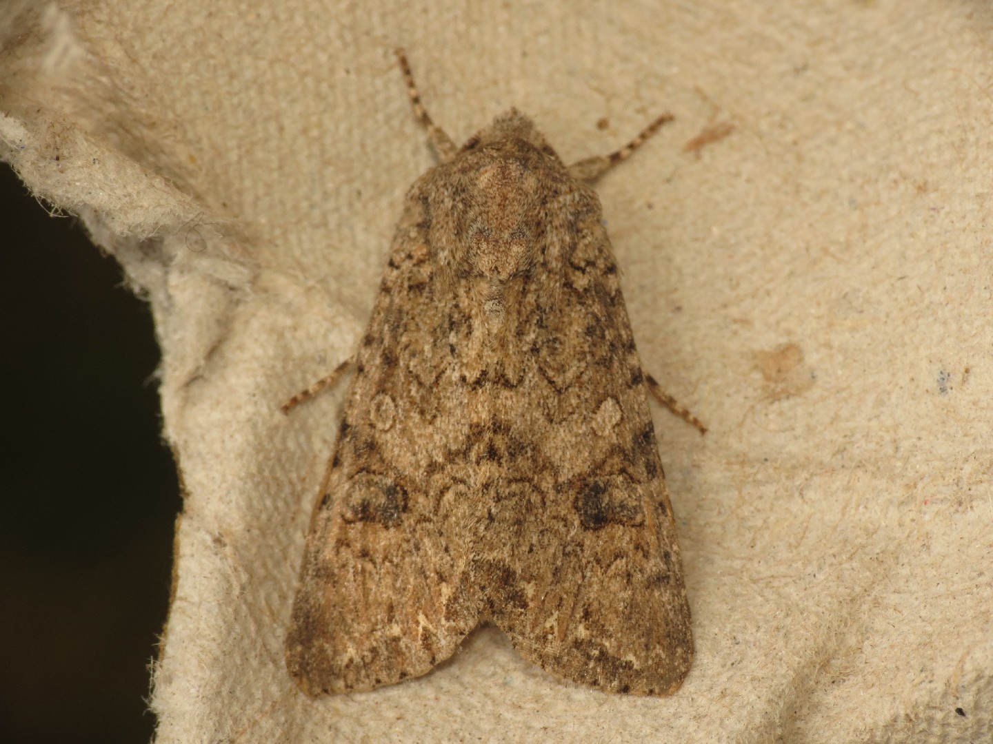 Anarta trifolii (Anarta trifolii) - Picture Insect