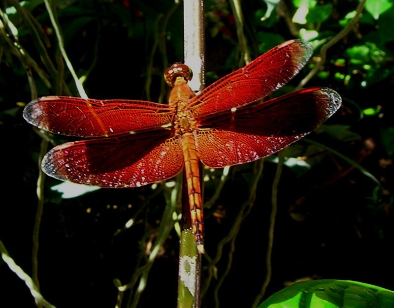 Neurothemis terminata (Neurothemis terminata) - Picture Insect