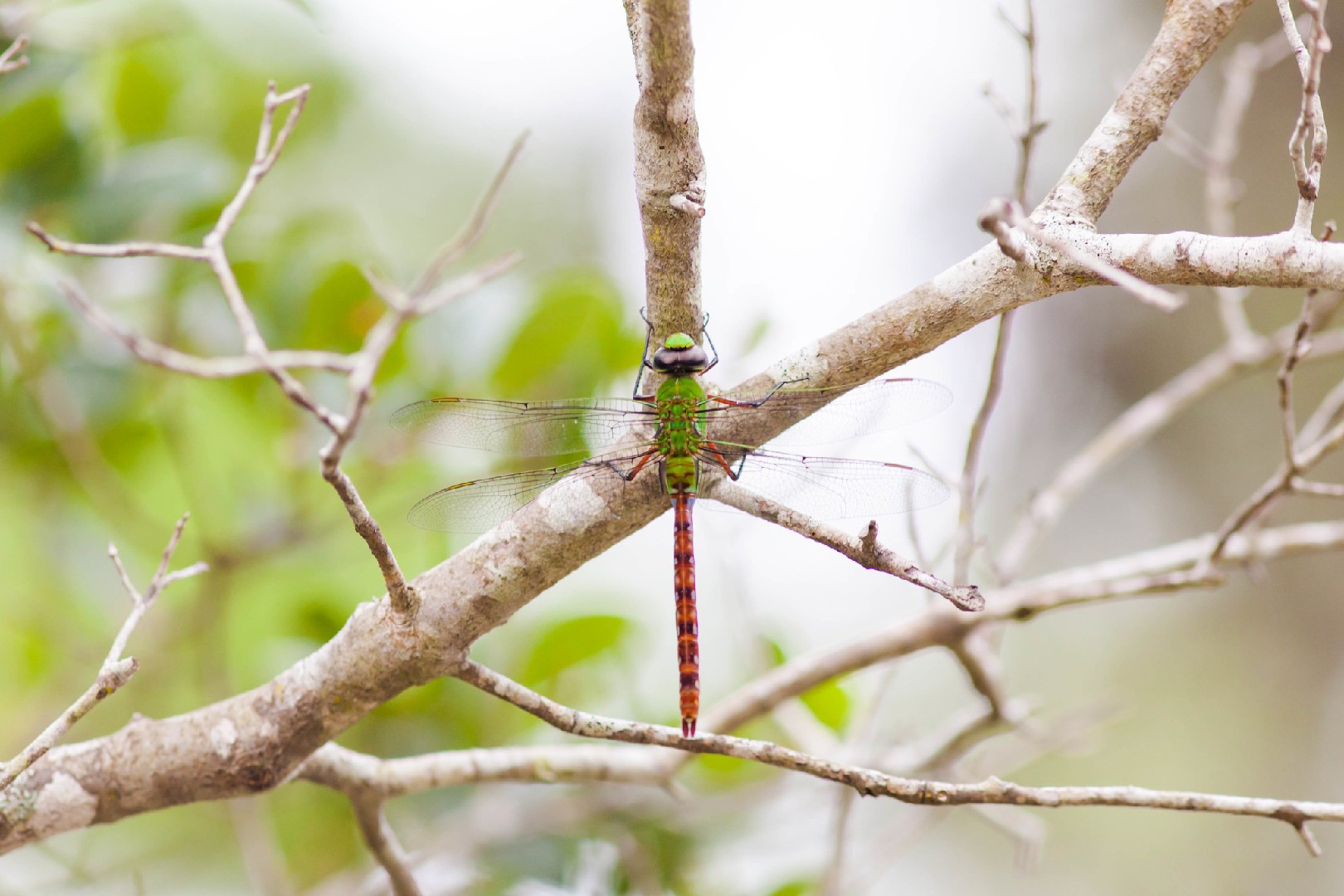Anax longipes (Anax longipes) - Picture Insect
