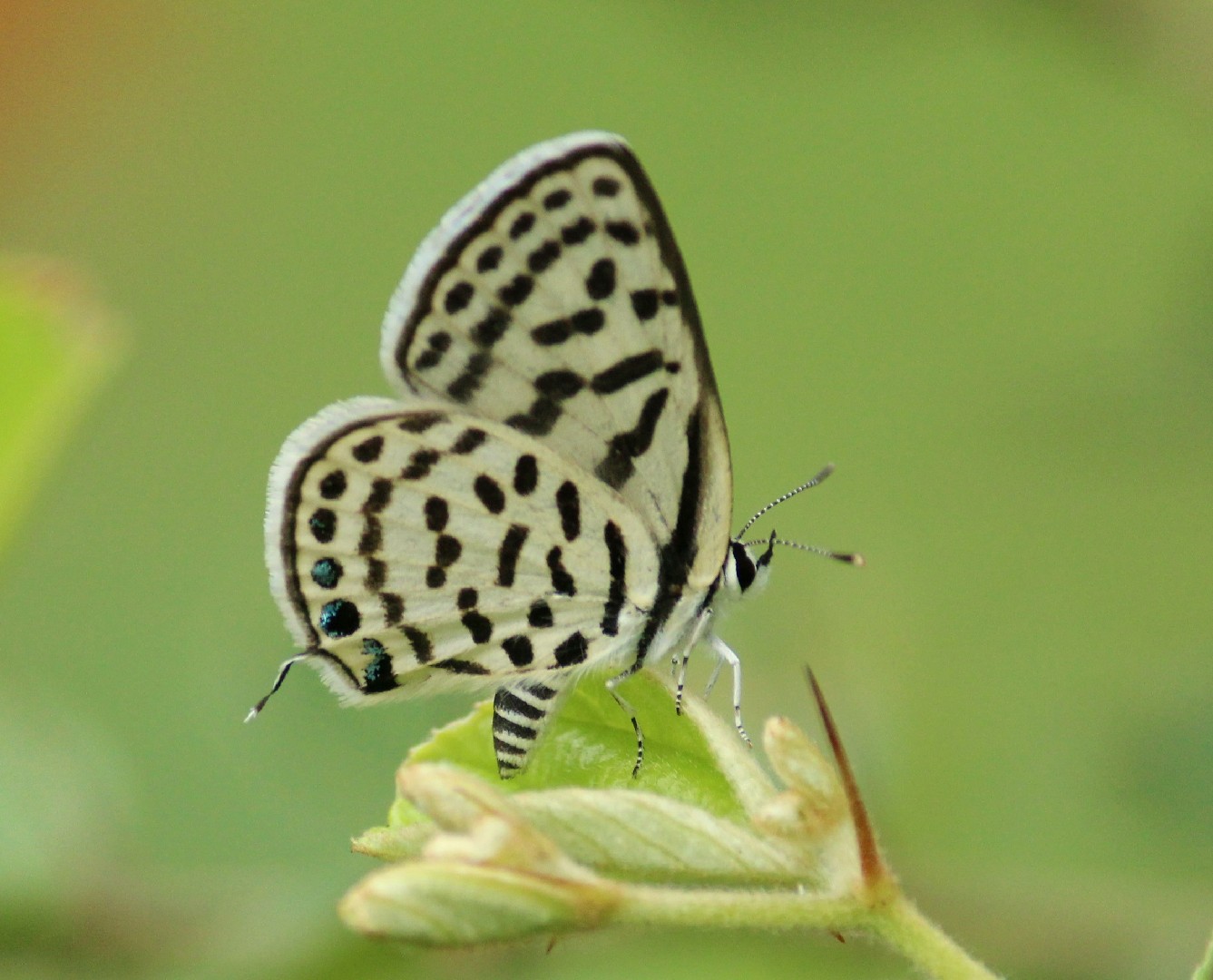 Tarucus nara (Tarucus nara) - Picture Insect
