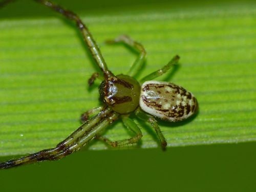Diaea ambara (Diaea ambara) - Picture Insect