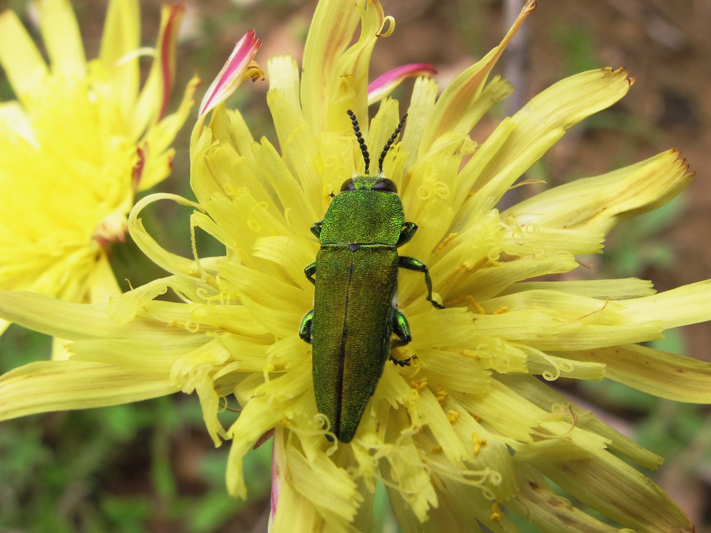 Anthaxia (Anthaxia) - Picture Insect
