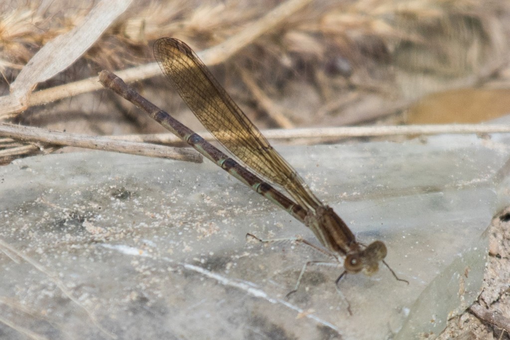 Azulilla de arroyo de rhoads (Argia rhoadsi) - Picture Insect