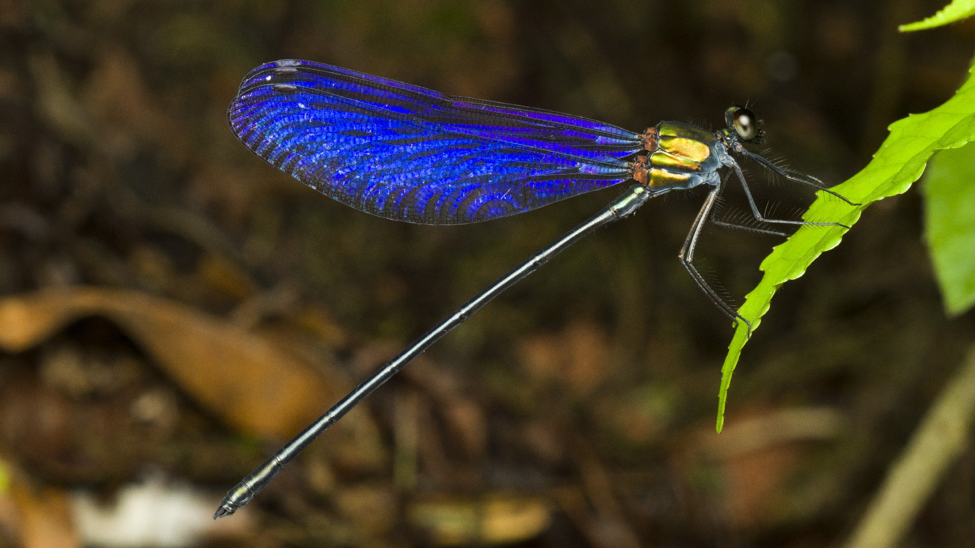 Vestalis amethystina (Vestalis amethystina) - Picture Insect