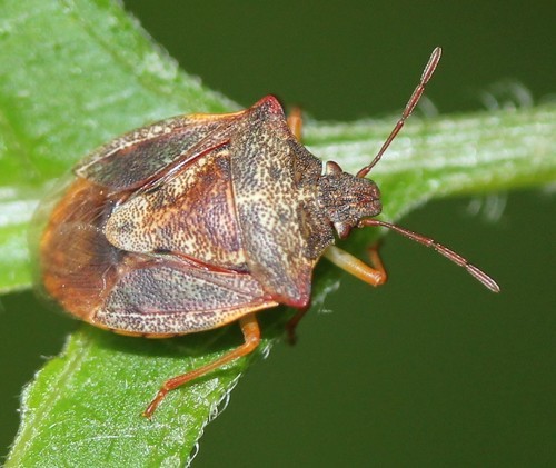 Dendrocoris humeralis (Dendrocoris humeralis) - Picture Insect
