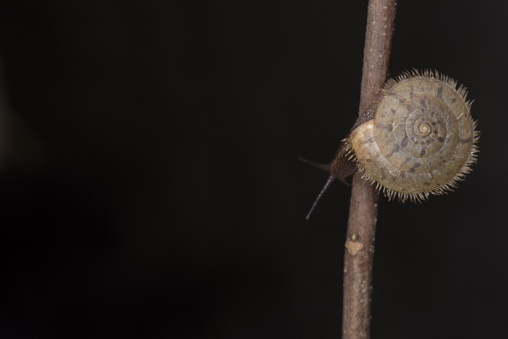 Aegista mackensii (Aegista mackensii) - Picture Insect