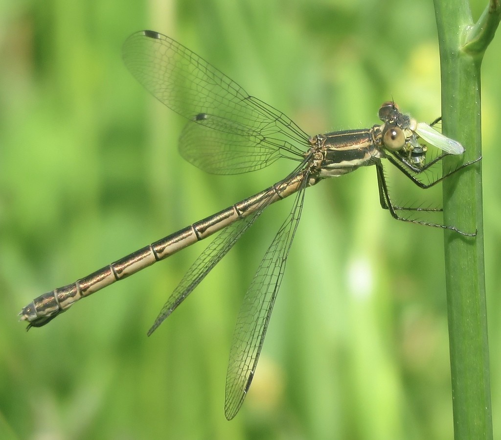 Lestes stultus (Lestes stultus) - Picture Insect