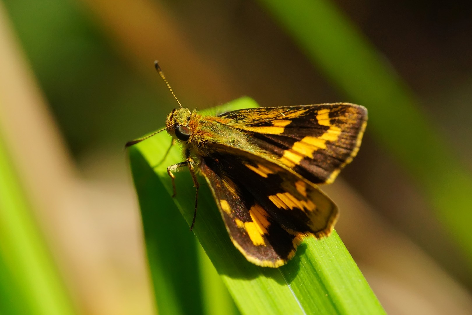 Potanthus (Potanthus) - Picture Insect