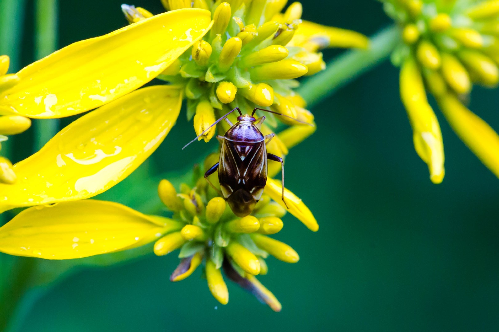 Chinche opaca de las plantas (Lygus lineolaris) - Picture Insect
