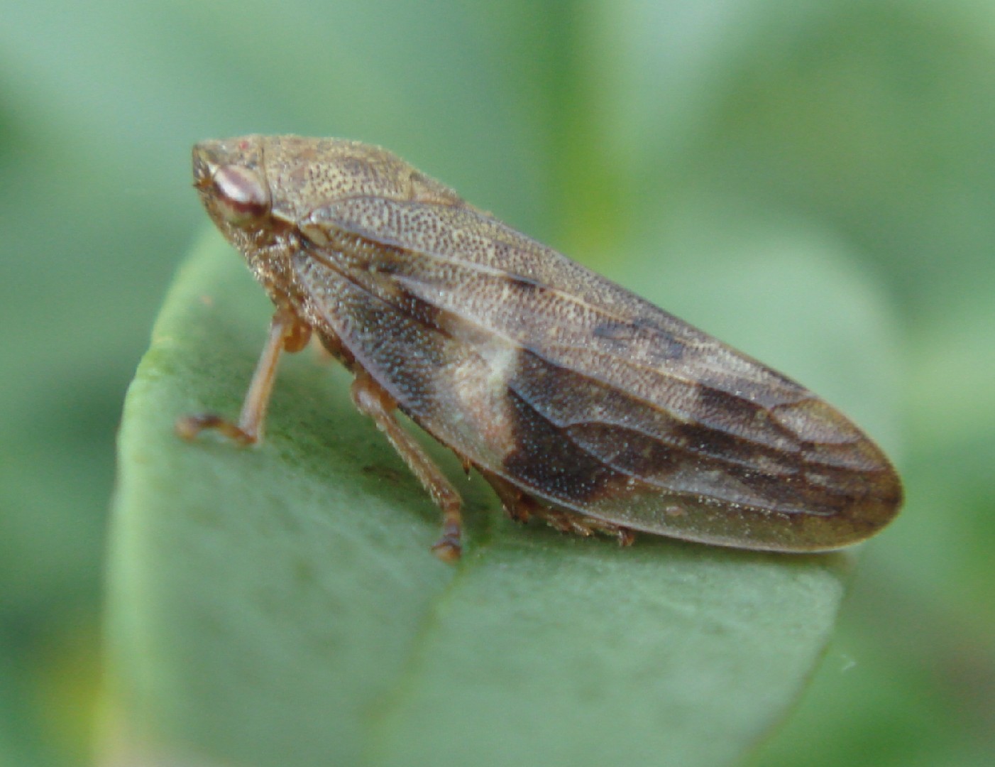 Aphrophora alni (Aphrophora alni) - Picture Insect