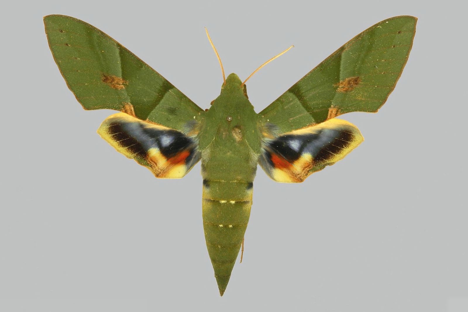 Polilla esfinge de gaudi (Eumorpha labruscae) - Picture Insect