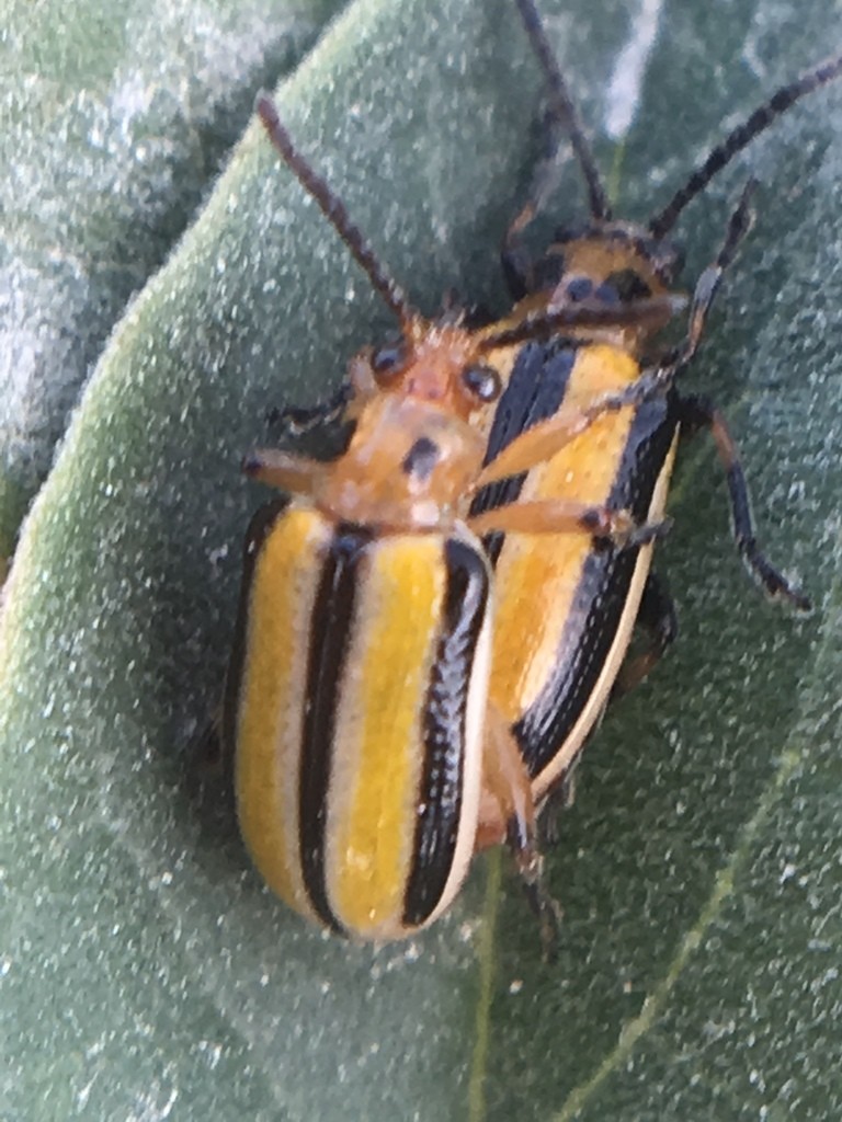 Lema (Lema) - Picture Insect