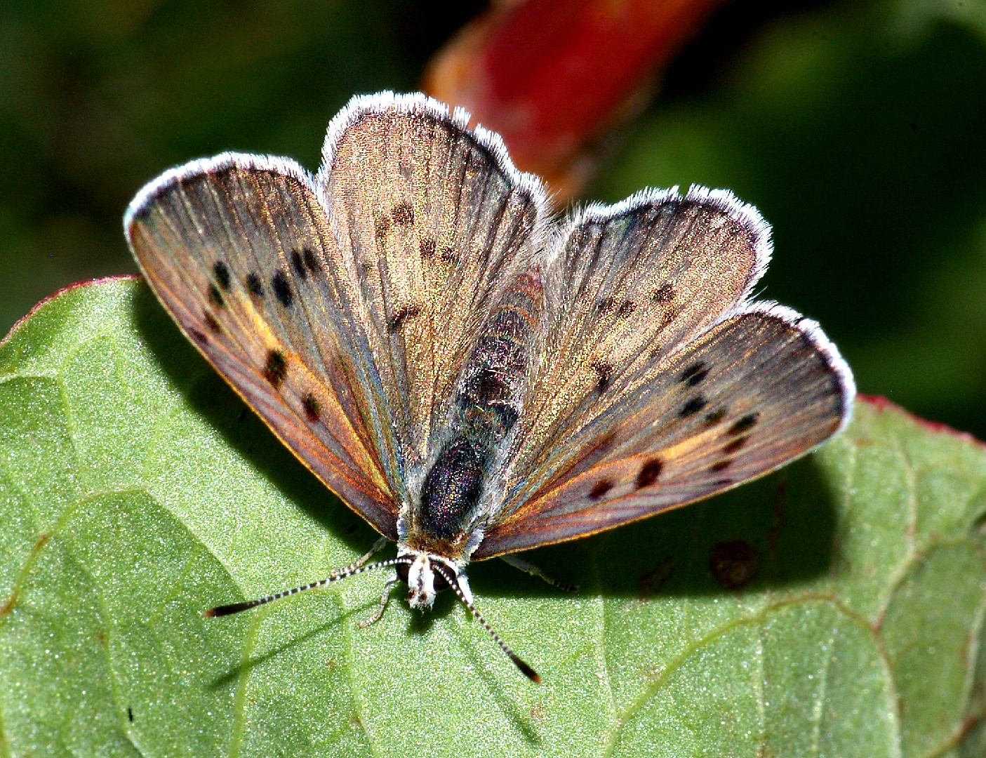 Lycaena heteronea (Lycaena heteronea) - Picture Insect