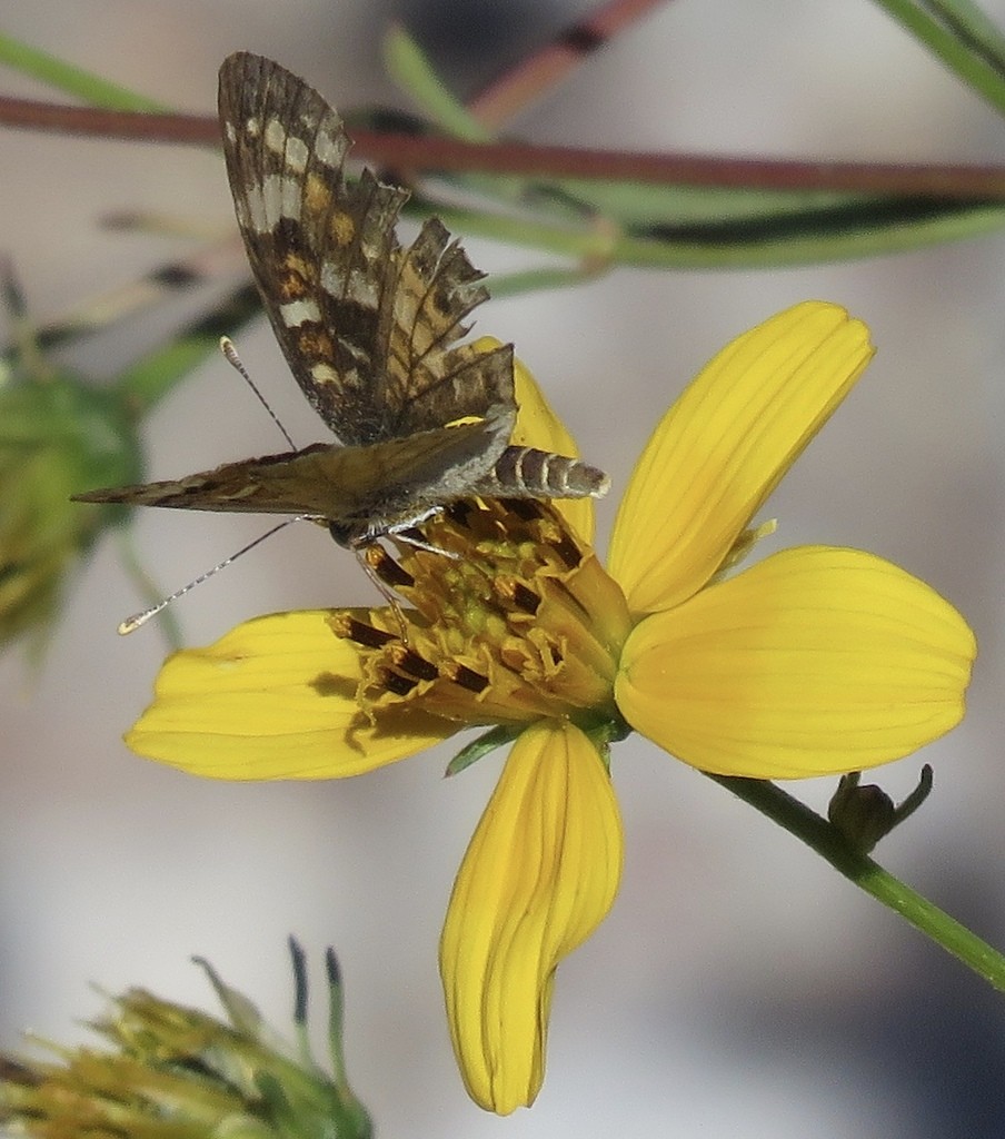 Phyciodes picta (Phyciodes picta) - Picture Insect
